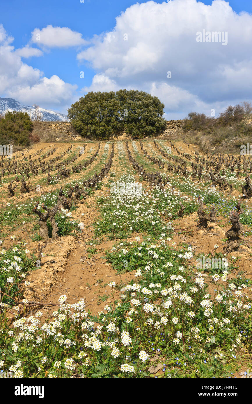 agriculture farming wine vineyards europe spain grapes fields tradition ...