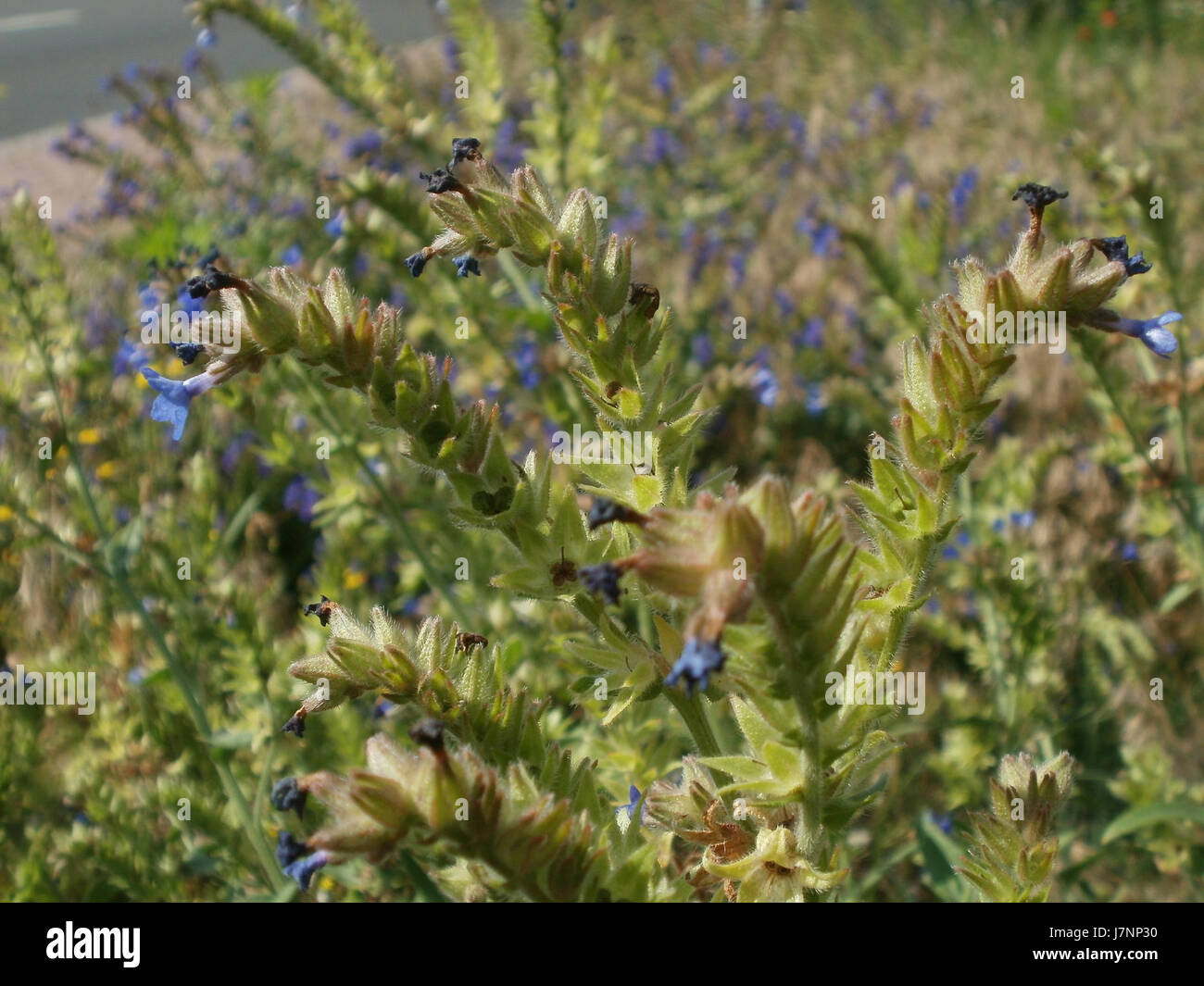 This image likely depicts the Ochsenmaul, a famous curve at the ...