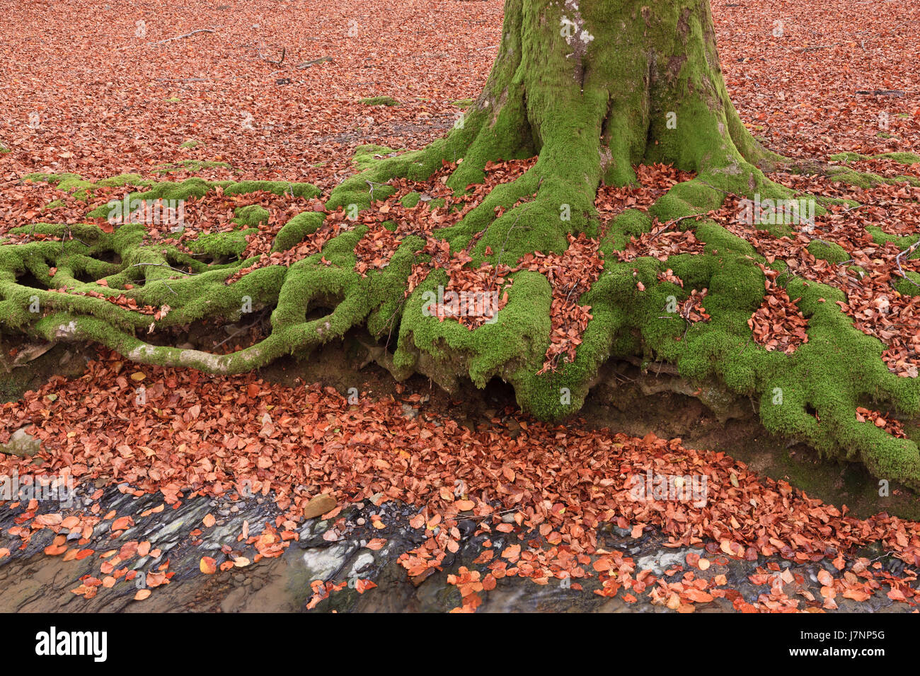 leaf colour tree trees ground soil earth humus leaves coloured ...