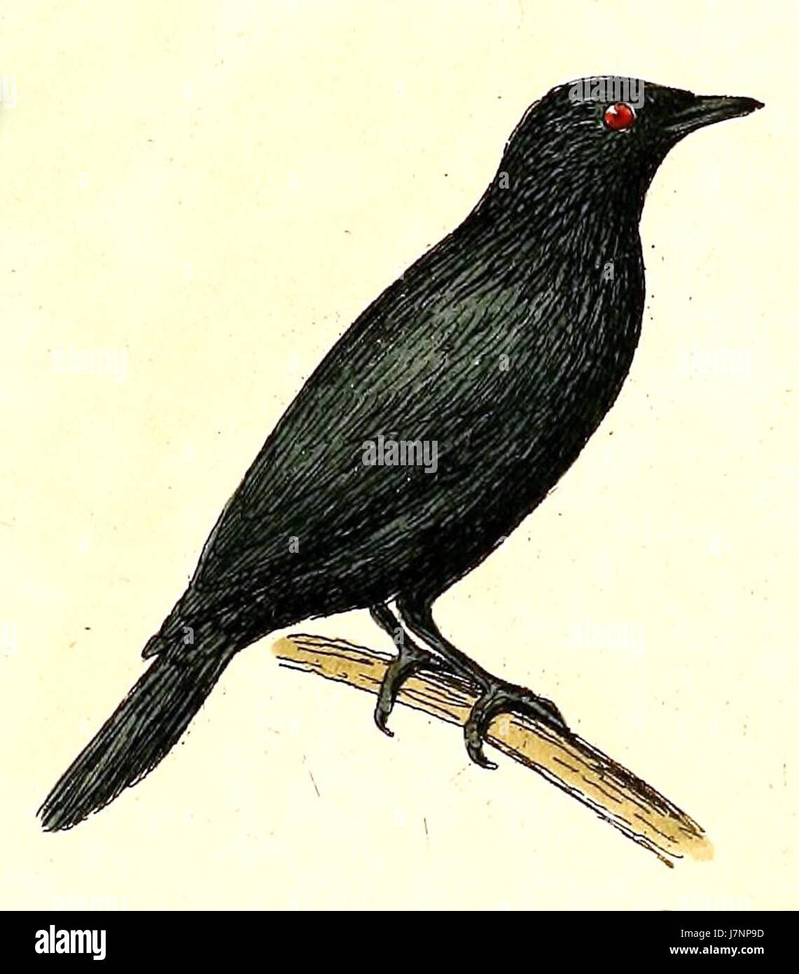 Aplonis panayensis, also known as the Panay starling, is a species of ...