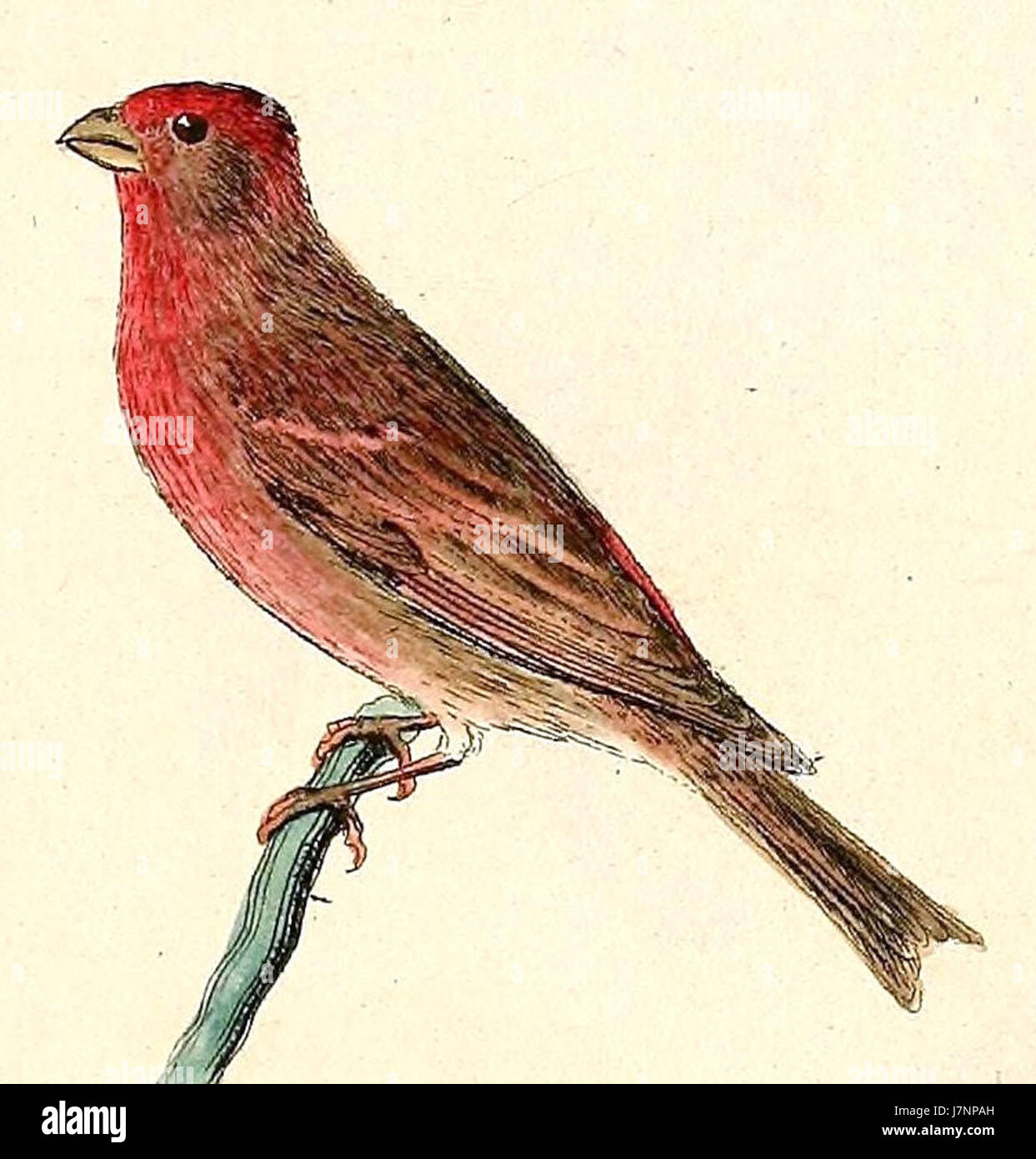 Carpodacus erythrinus erythrinus, commonly known as the common ...