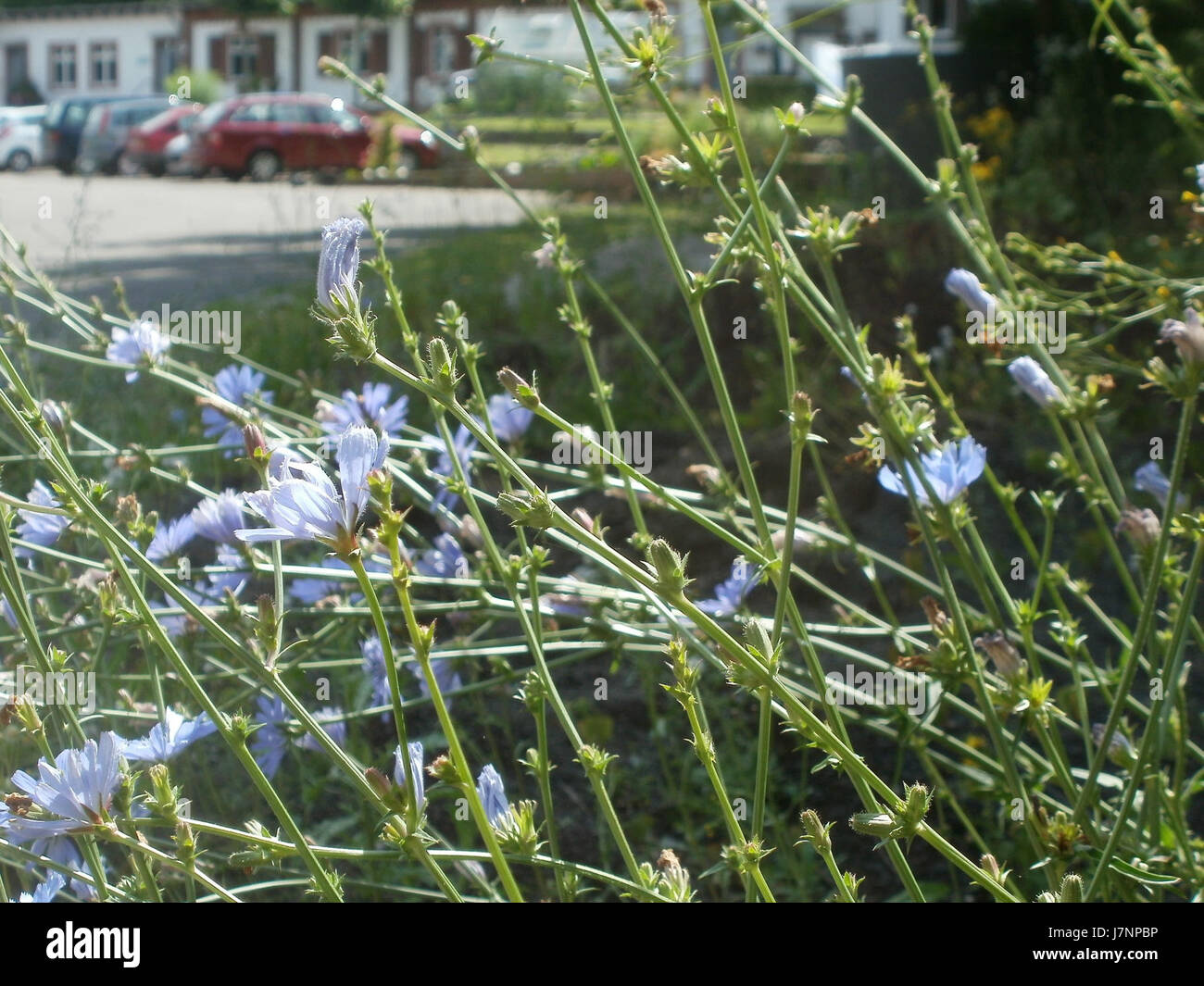 This image was taken in SaarbrÃ¼cken, Germany, in July 2012. It ...
