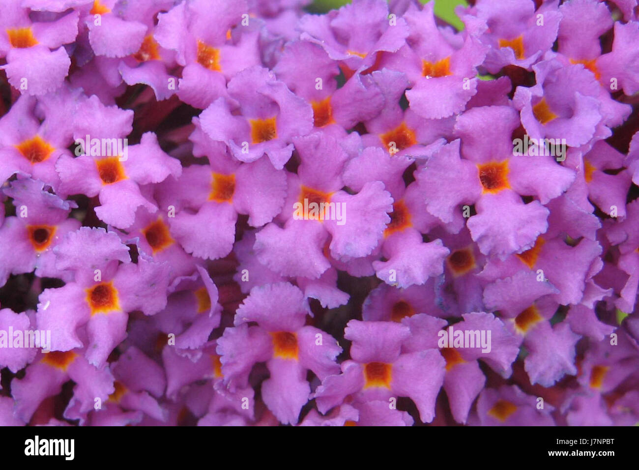 126 Buddleja 'Border Beauty' flowers Stock Photo - Alamy