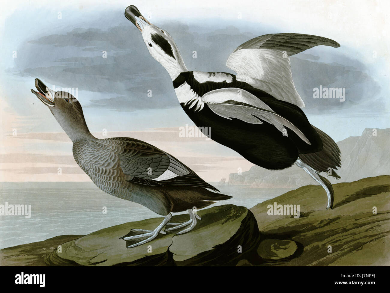 Camptorhynchus labradorius, also known as the Labrador Duck, was a ...