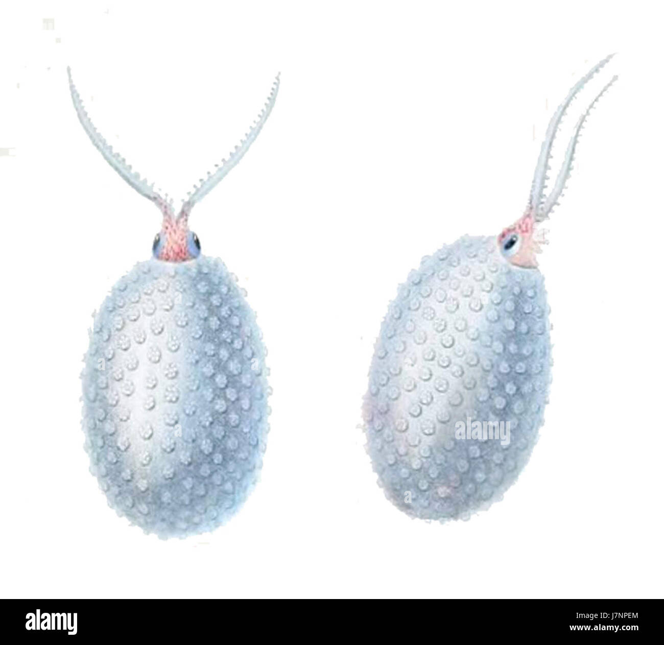 Cranchia scabra is a species of squid known for its distinctive body ...