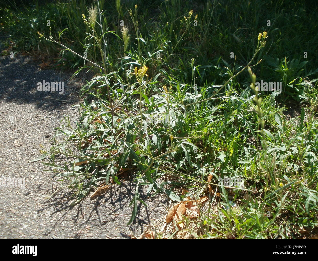 Wilde Rauke, also known as wild rocket, is a plant native to Europe ...