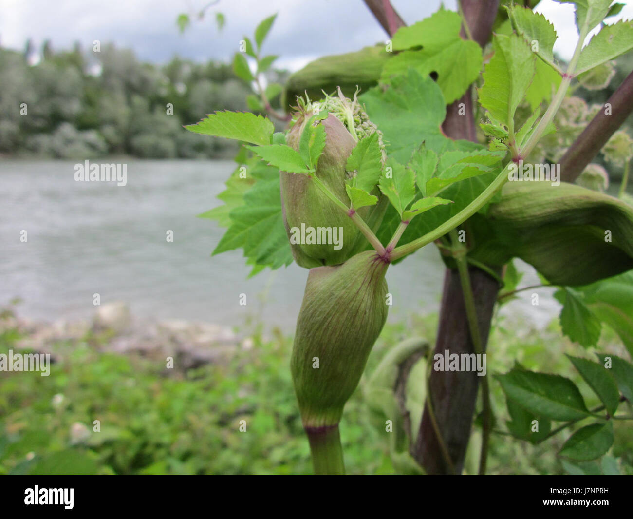 Umbrella like flower hi-res stock photography and images - Alamy