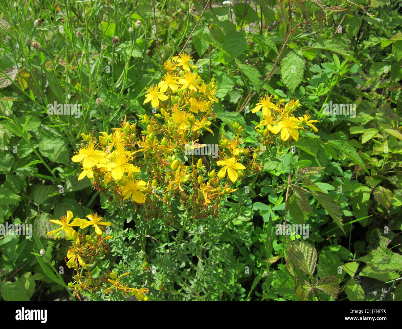 *Hypericum perforatum*, commonly known as St. John's Wort, is a ...