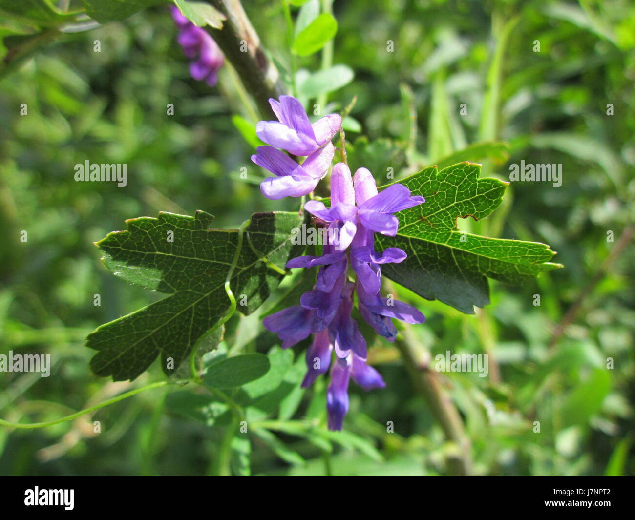 An image of Vicia cracca, commonly known as the tufted vetch, a species ...