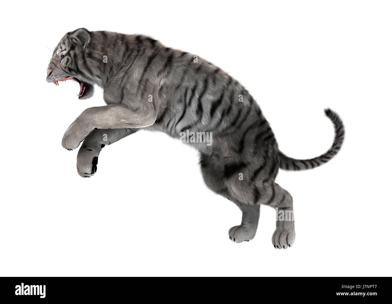 3D rendering of a white tiger jumping isolated on white background ...