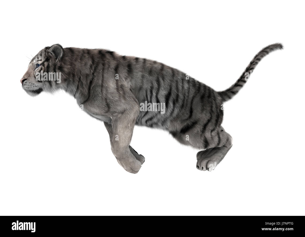 3D rendering of a white tiger jumping isolated on white background ...