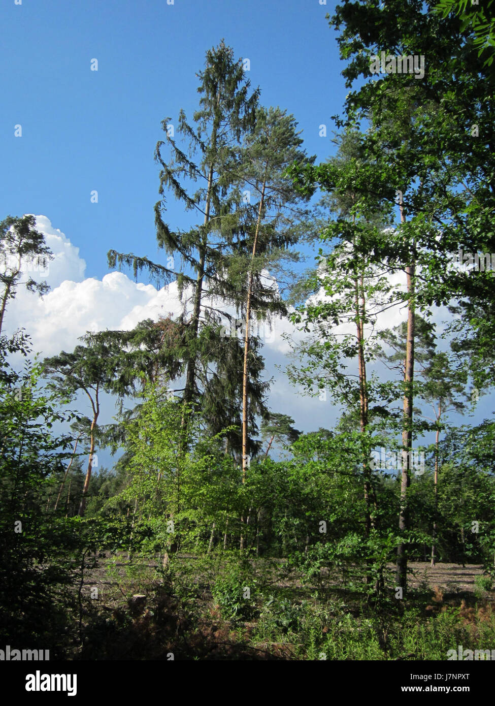 This photograph captures the Schwetzinger Hardt, a historical park ...