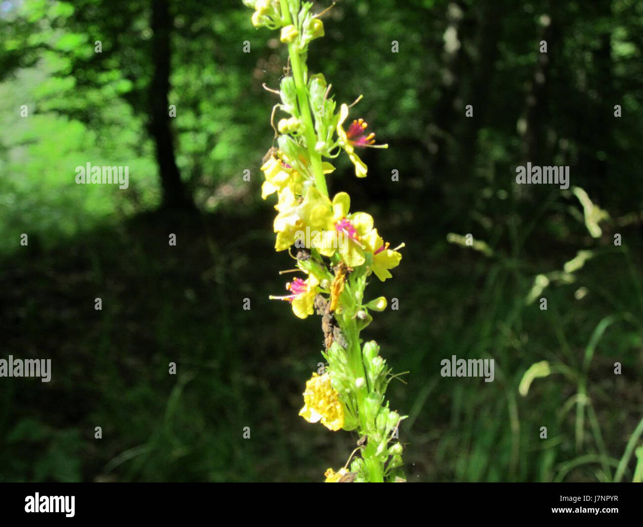 The Schwetzinger Hardt is a region in Germany known for its natural ...