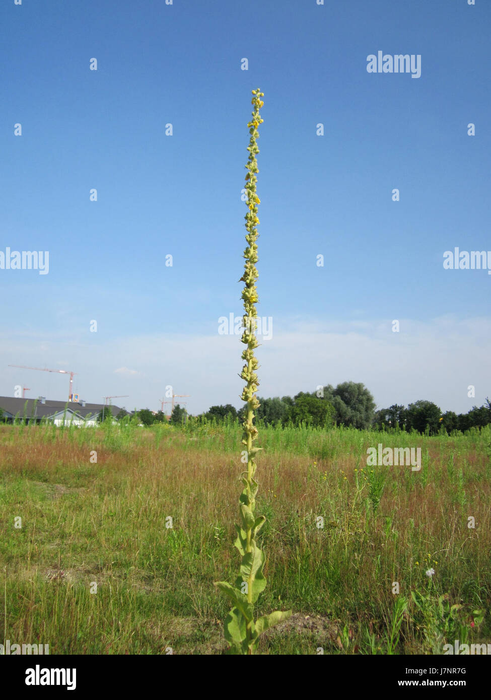 This image captures the scenic landscape of Reilingen, a town in ...