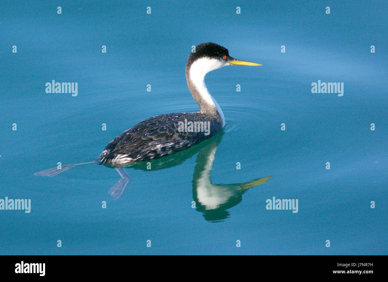 Drawing of the western grebe hi-res stock photography and images - Alamy