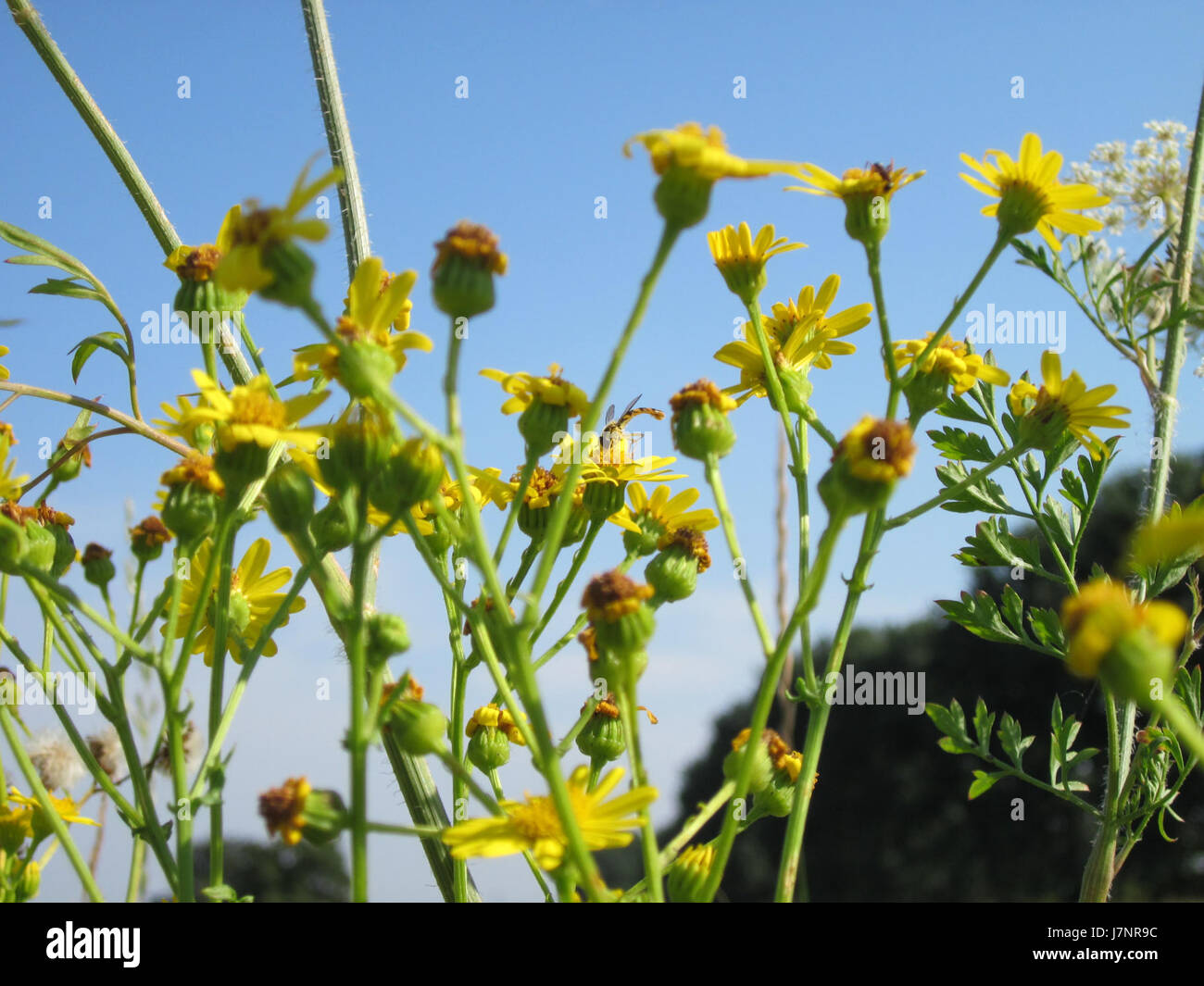 The image captures a moment in Reilingen, Germany, on July 25, 2012 ...