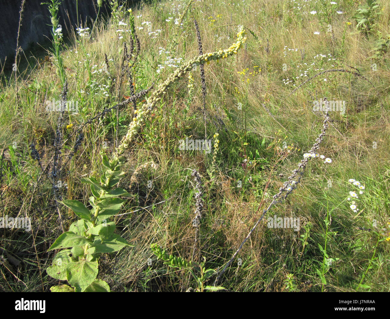 A photograph of the town of Reilingen, Germany, taken on July 26, 2012 ...