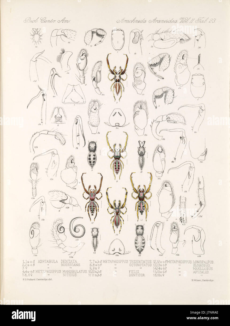 'Arachnida Araneidea Vol 2 Table 23' is a detailed illustration from a ...