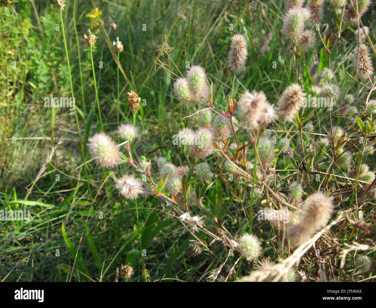 The image from July 26, 2012, captures a scene from Reilingen, Germany ...