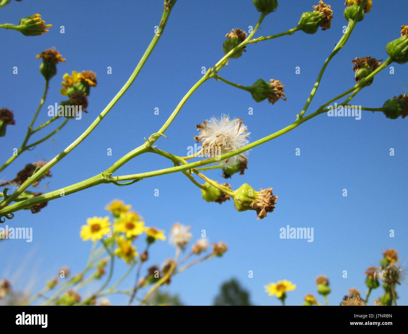 This image shows a snapshot of Reilingen, a town in Germany, captured ...