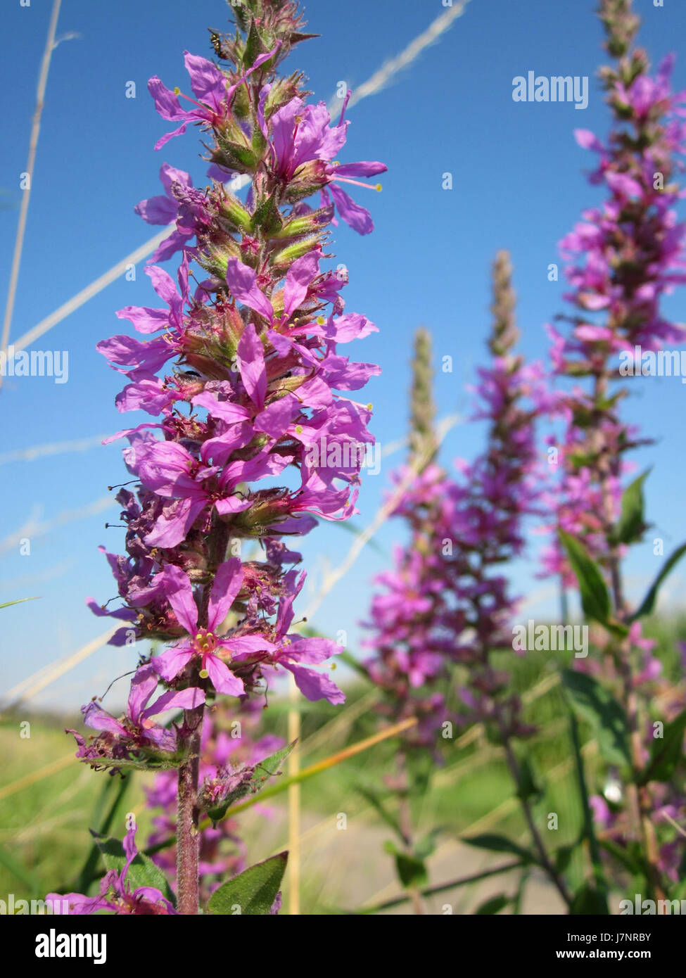 A 2012 image of Reilingen, a town in Germany, showing its landscape and ...