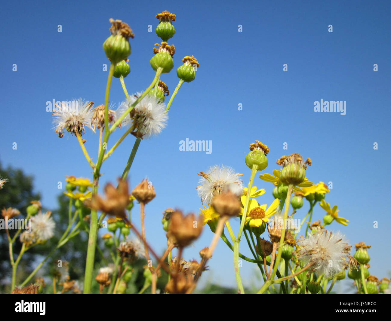 Photograph of Jacobaea vulgaris, commonly known as ragwort, taken near ...