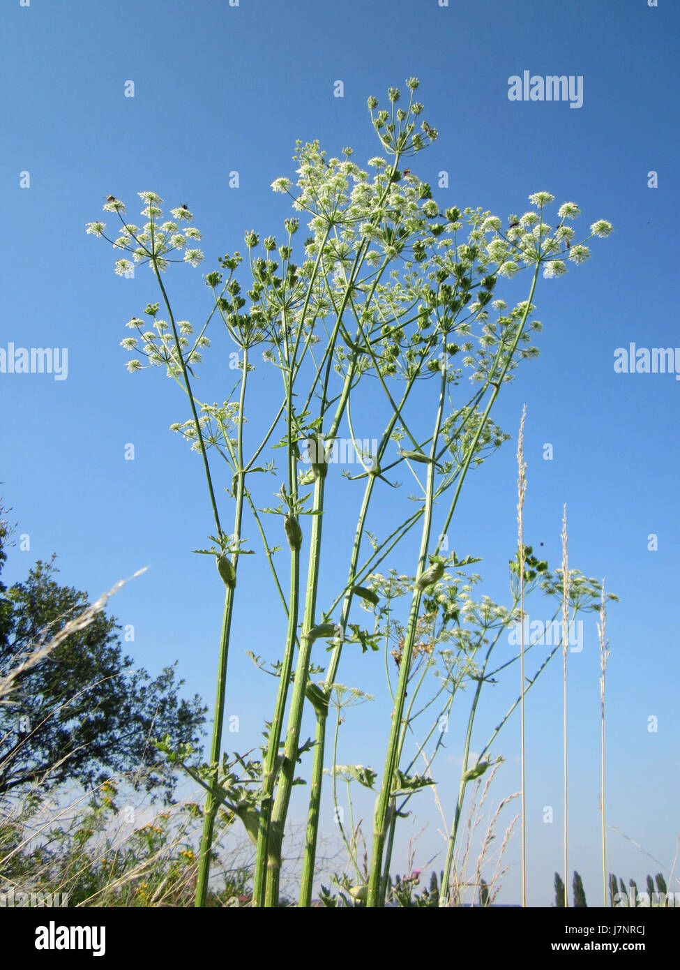 Dated july 26 hi-res stock photography and images - Alamy
