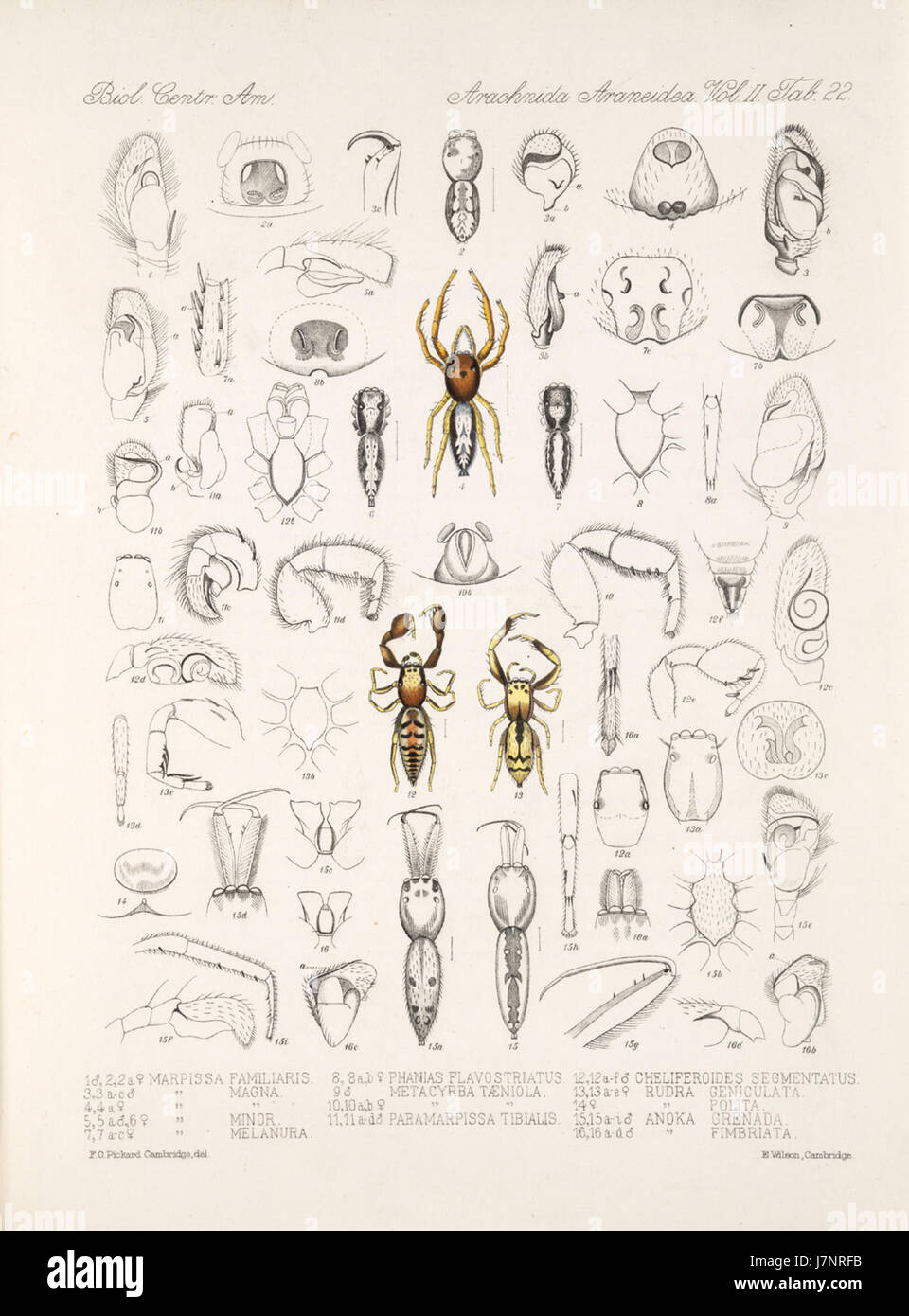 Diversity within arachnid anatomy hi-res stock photography and images ...