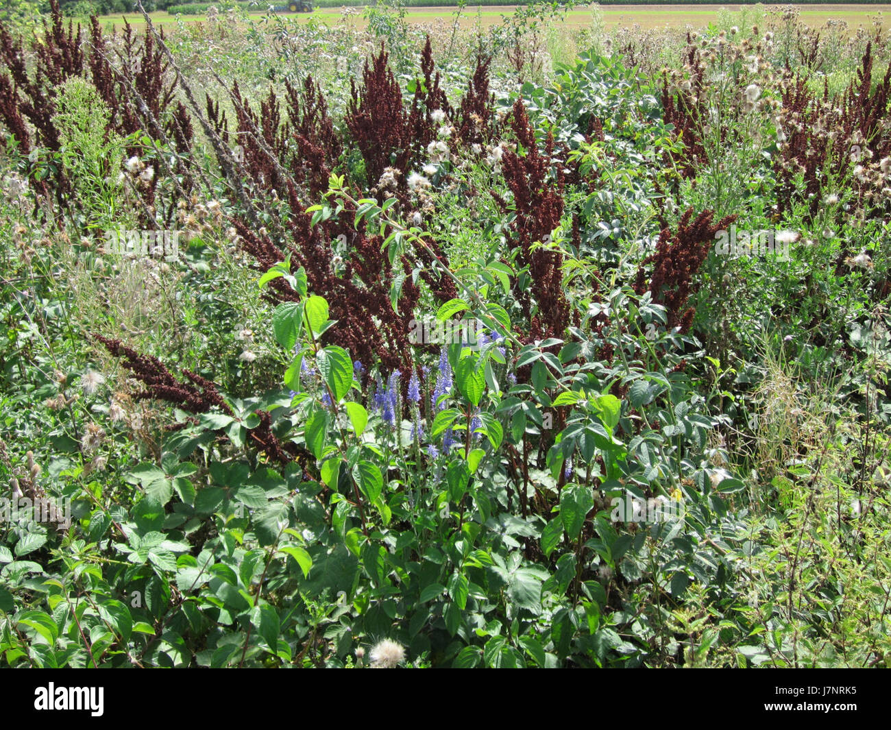 Photograph of a field in Plankstadt, Germany, taken on July 31, 2012 ...