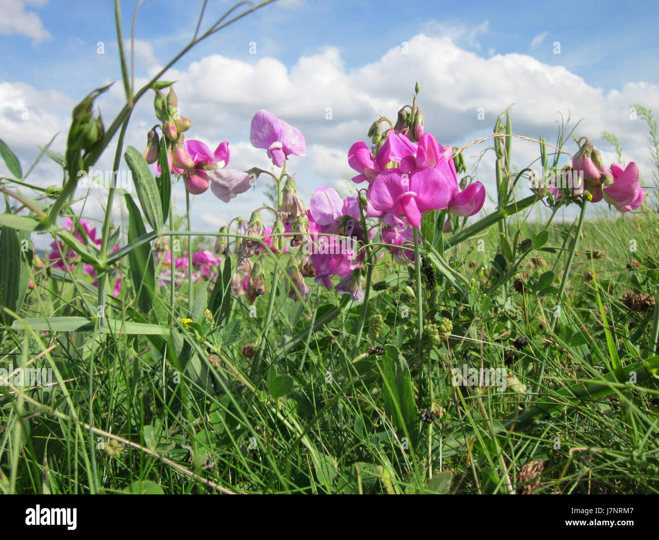 The image from July 31, 2012, shows a field or meadow (Wiese) in ...