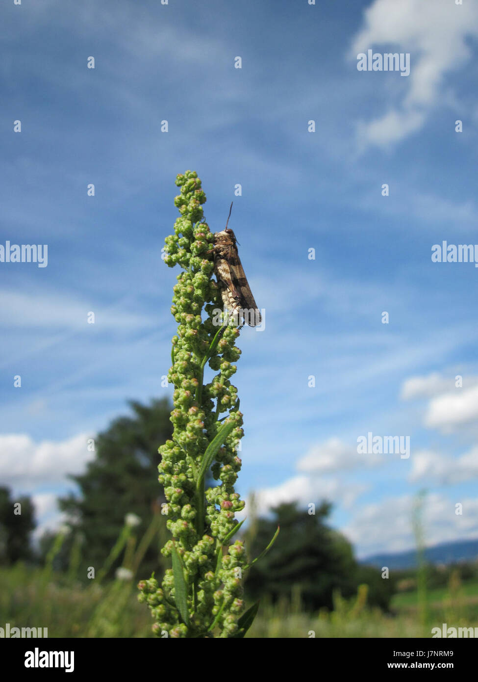 Da ene hi-res stock photography and images - Alamy