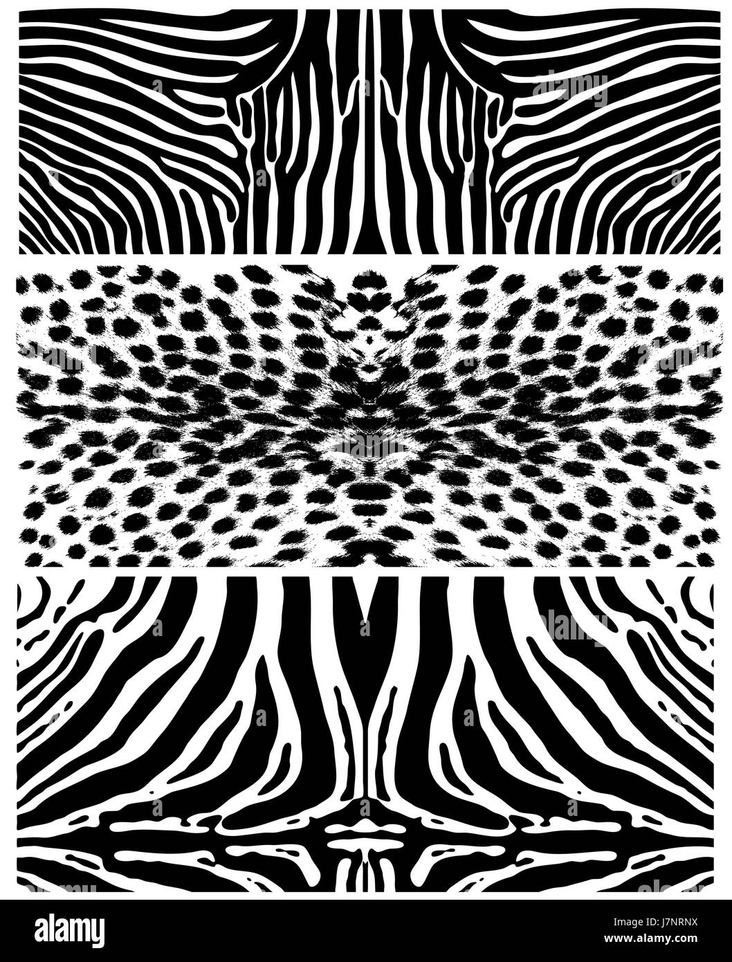 Cheetah Hunt Zebra High Resolution Stock Photography and Images - Alamy