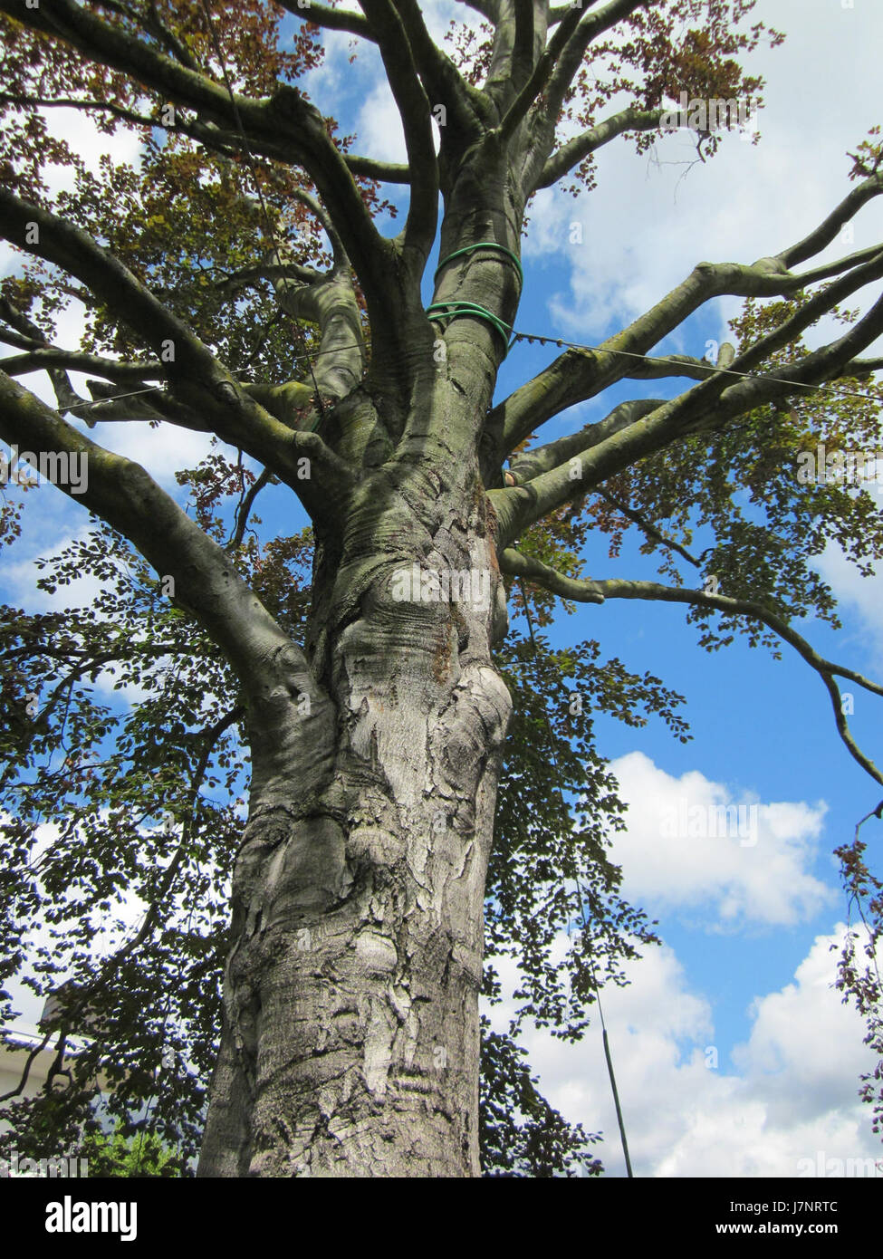 This image depicts the Rotbuche tree, a type of beech tree, in ...