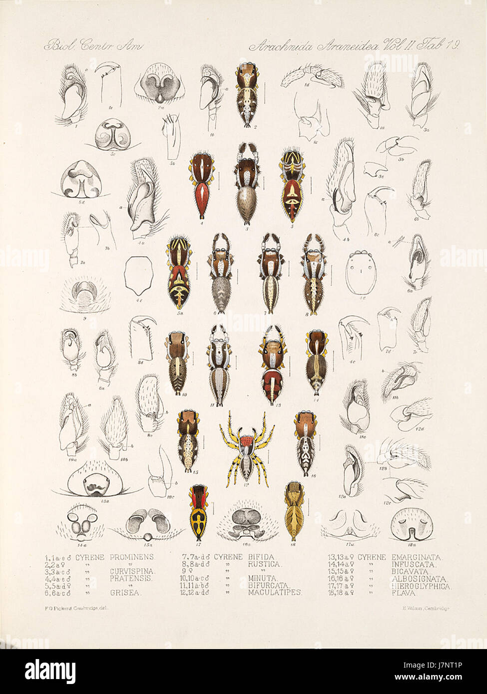 This image references 'Arachnida Araneidea,' Volume 2, Table 19, a ...