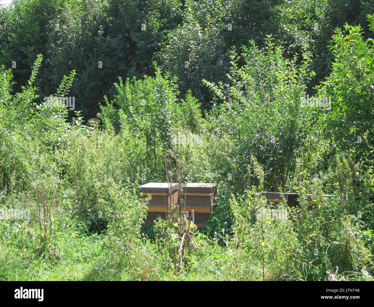 This image from Horststuecker captures a moment, likely representing significant cultural or ...