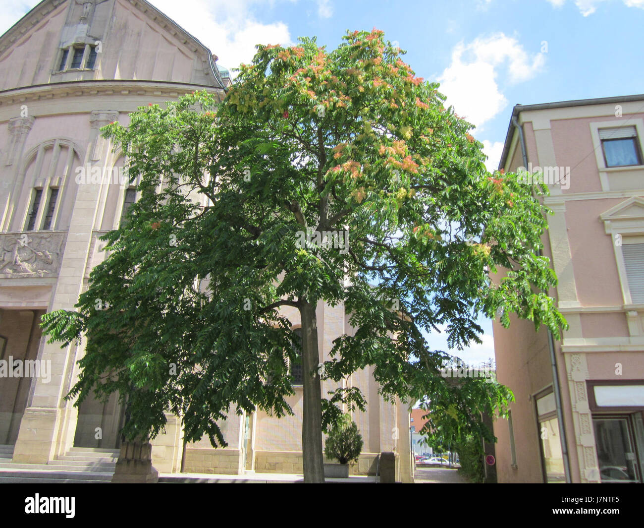 The 'Goetterbaum' (God Tree) at St. George in Hockenheim is a cultural ...
