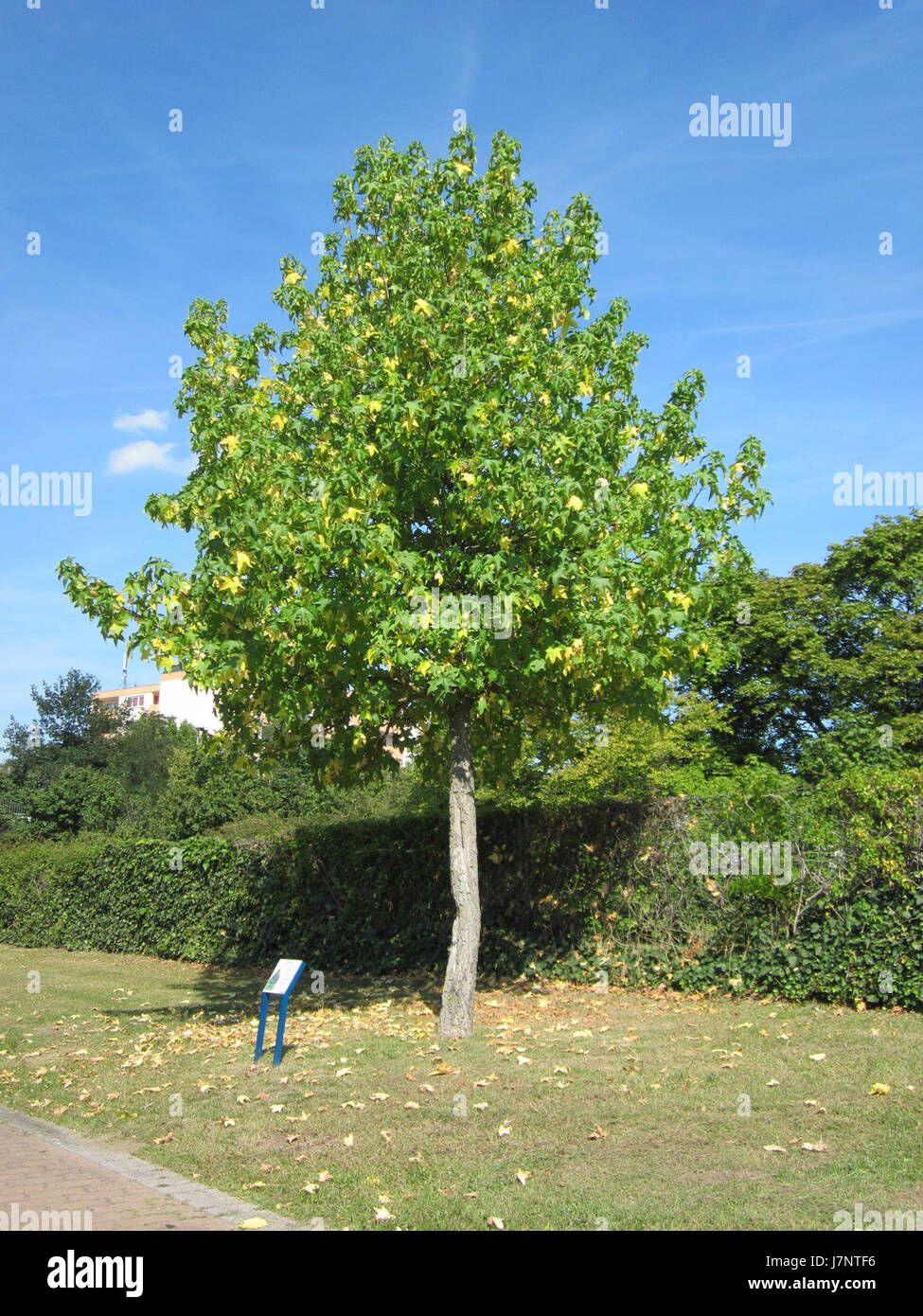The Amberbaum tree in Hockenheim, Germany, is a notable specimen ...