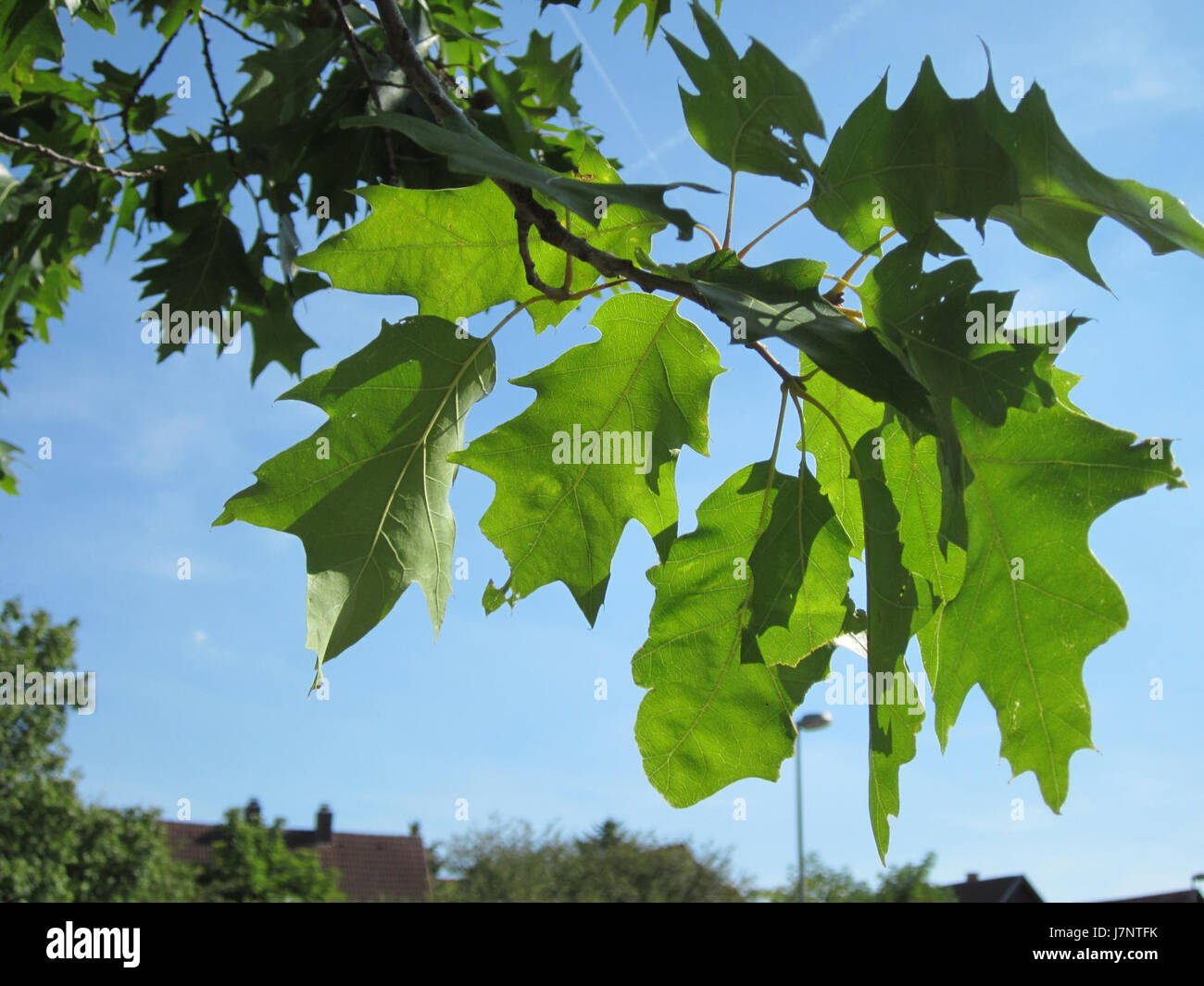 An image showing the Eiche (oak tree) in Hockenheim, Germany, notable ...