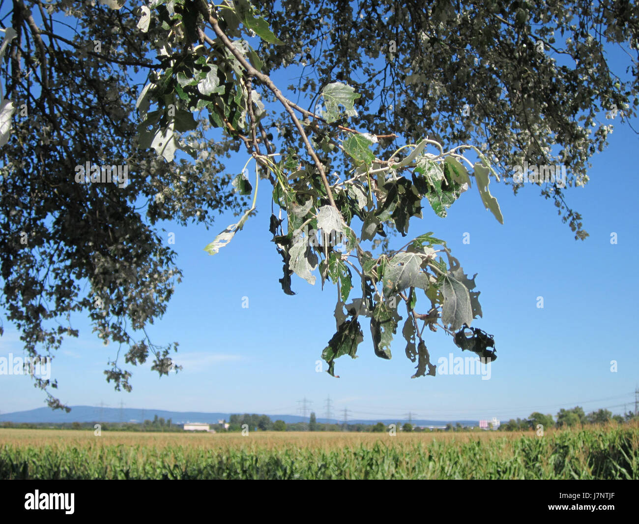 Variety native deciduous trees growing hi-res stock photography and ...