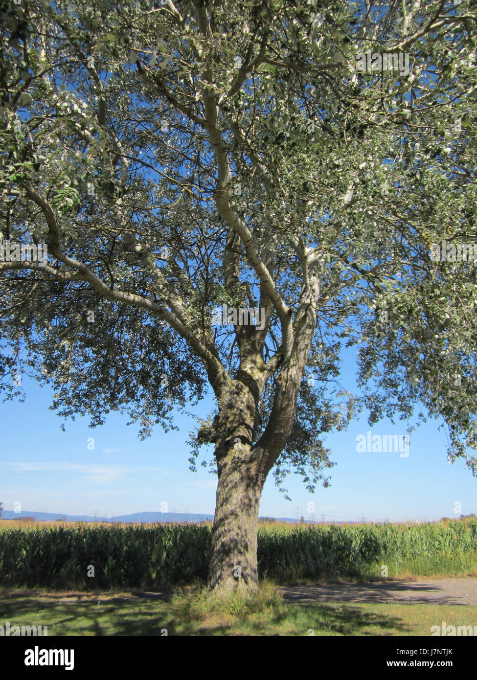 White poplar identification hi-res stock photography and images - Alamy