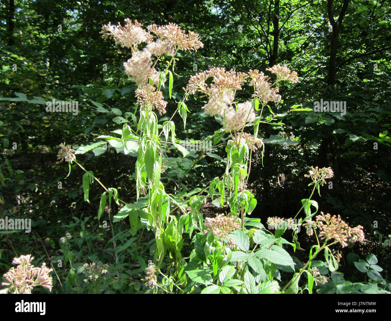 *Schwetzinger Hardt* is a forested area in Germany known for its ...