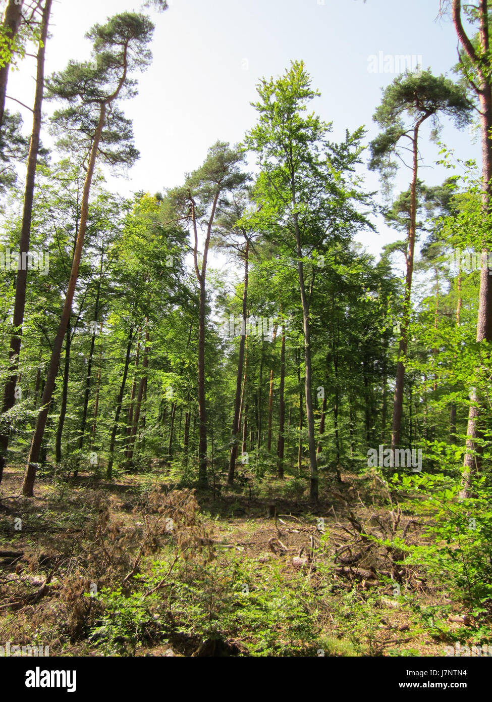 Schwetzinger Hardt is a natural area located in Germany, known for its ...