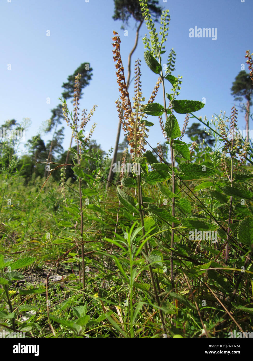 Schwetzinger Hardt is a region located in Germany, known for its ...