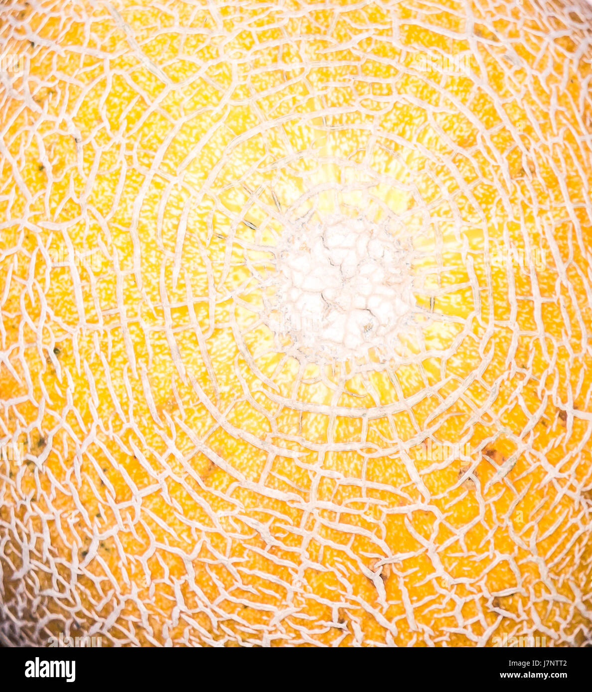 The natur vegetable Melon object Stock Photo - Alamy