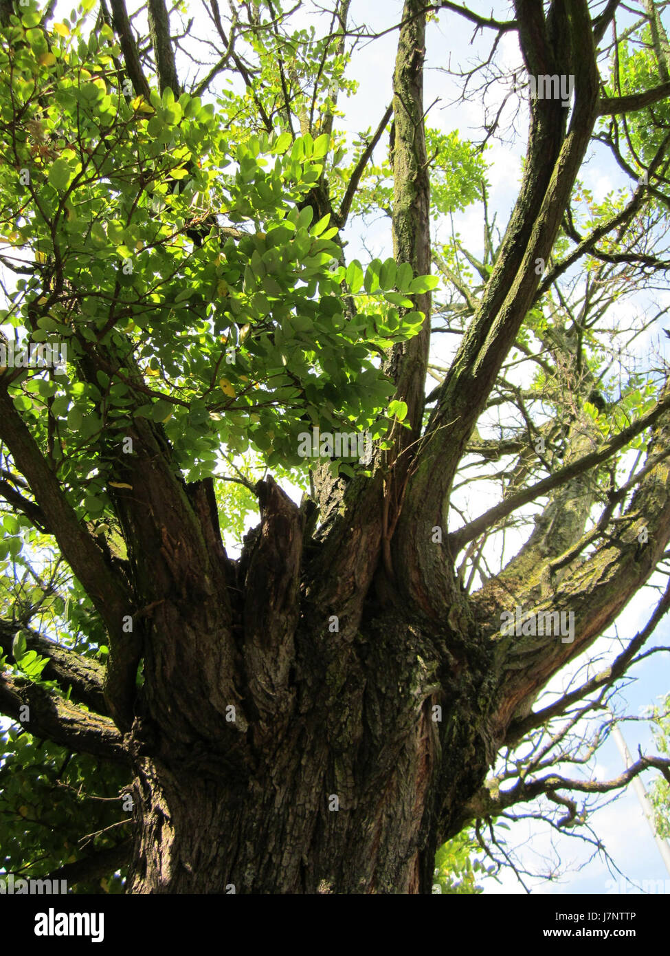 Styphnolobium japonicum, also known as the Japanese pagoda tree, is a ...