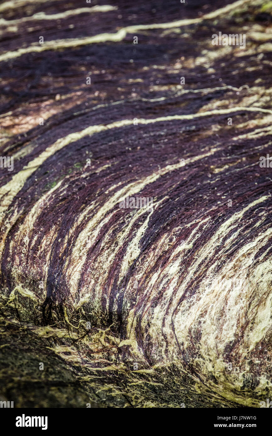 Closeup of a natural black and white velvet texture of sea grass Stock ...
