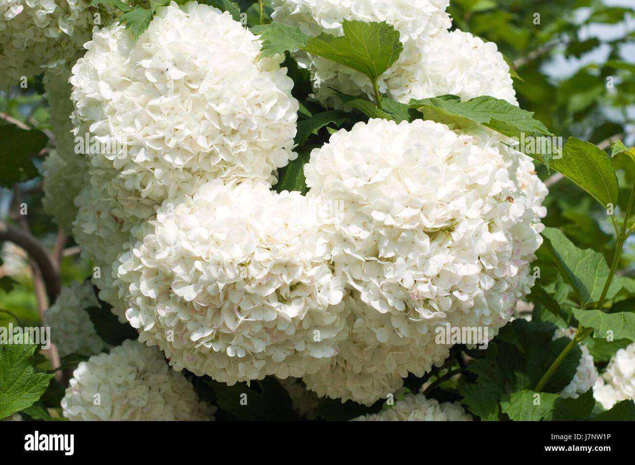 Snowball tree (Viburnum opulus) in garden. Viburnum with white flowers ...