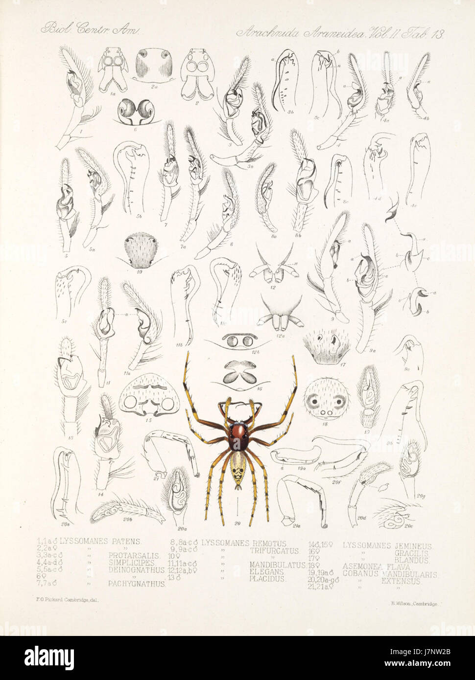 This title refers to a detailed illustration or chart from 'Arachnida ...