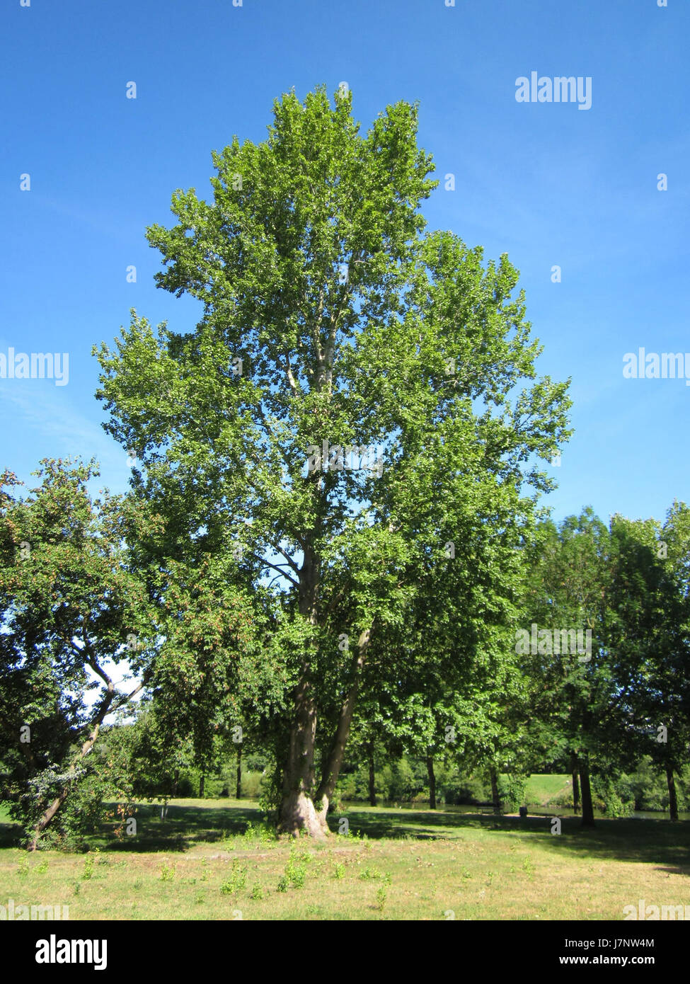 The photograph '20120827Pappel Saarbruecken' captures a serene image of ...