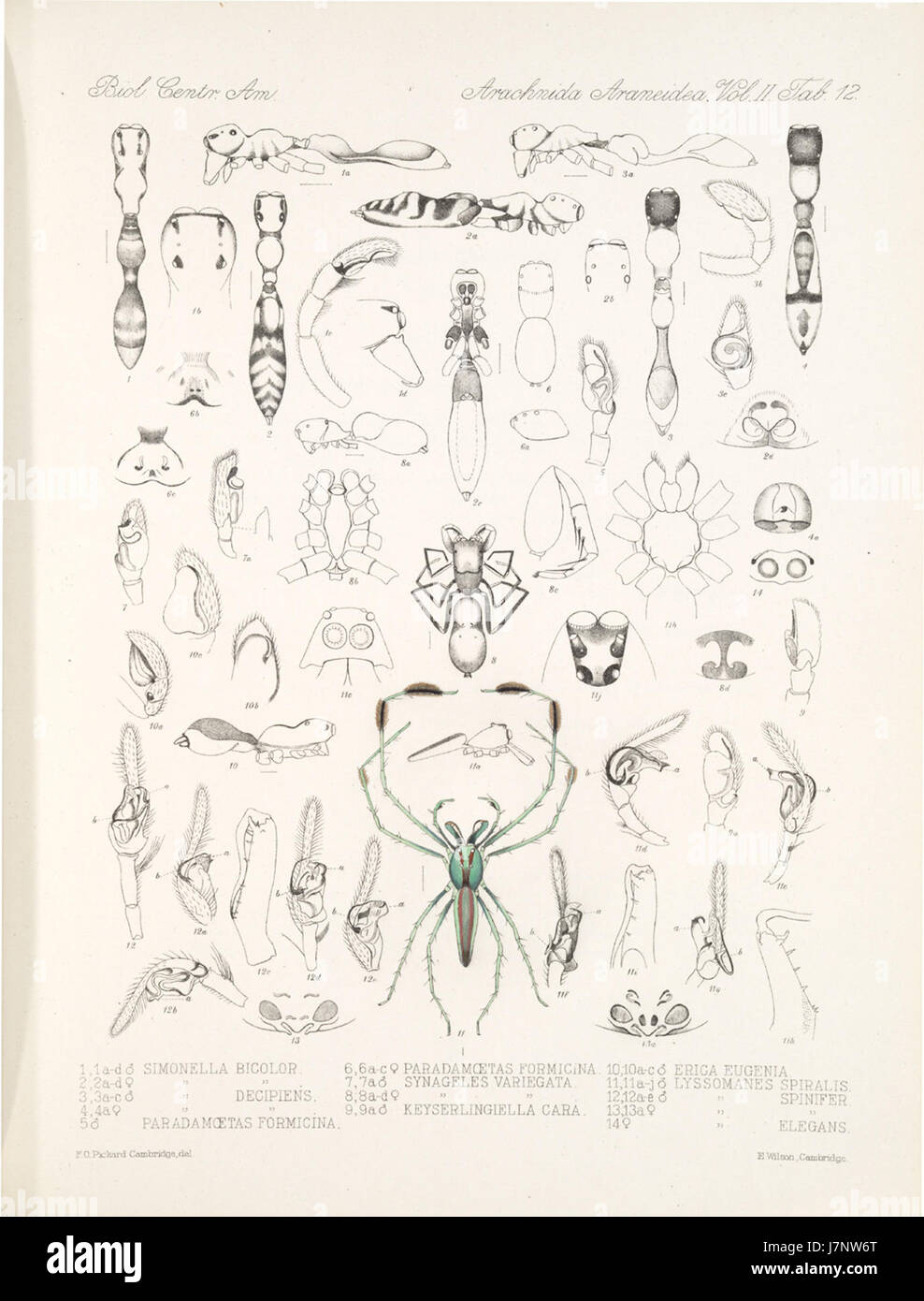 A detailed scientific illustration from 'Arachnida Araneidea,' Volume 2 ...